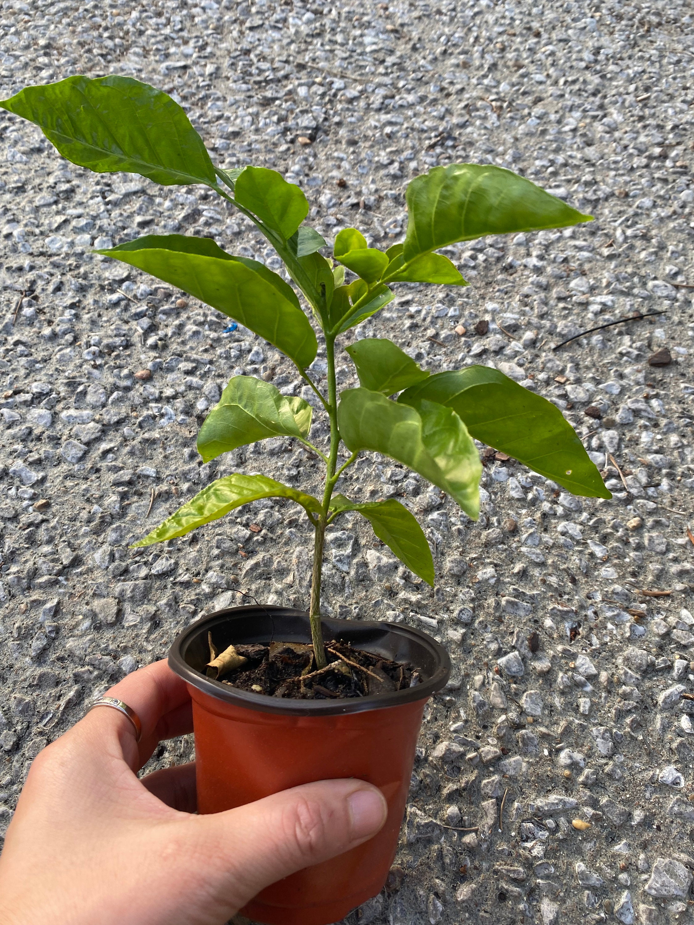 Wampee Tree Clausena Lansium Tropical Seedling Wampi Fruit Tree 6 8 - Etsy