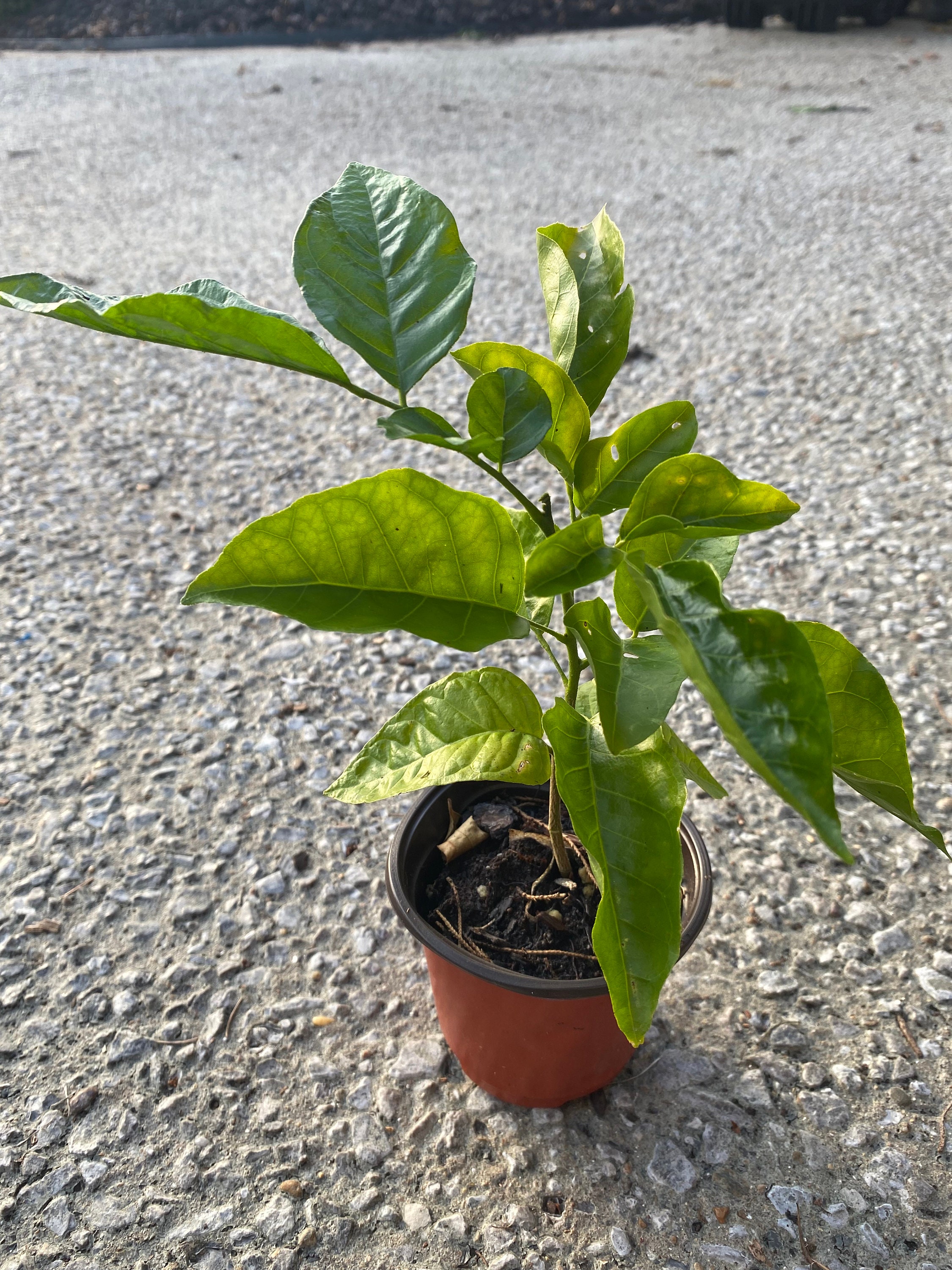 Wampee Tree Clausena Lansium Tropical Seedling Wampi Fruit Tree 6 8 - Etsy