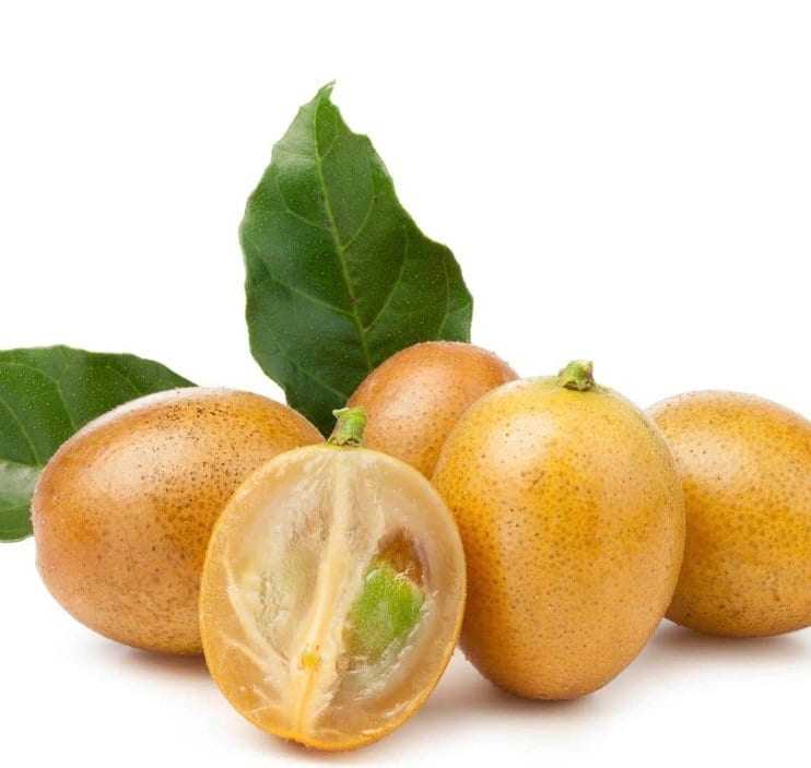 Wampee Tree Clausena Lansium Tropical Seedling Wampi Fruit Tree 6 8 - Etsy