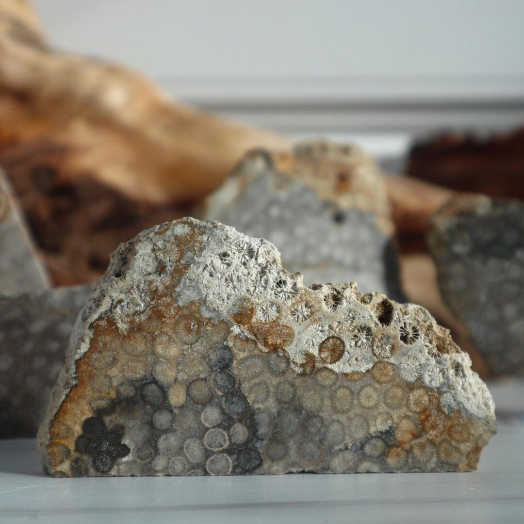 Fossilized Coral (5 Pieces), Beautiful Embedded Coral Patterns in Agate ...