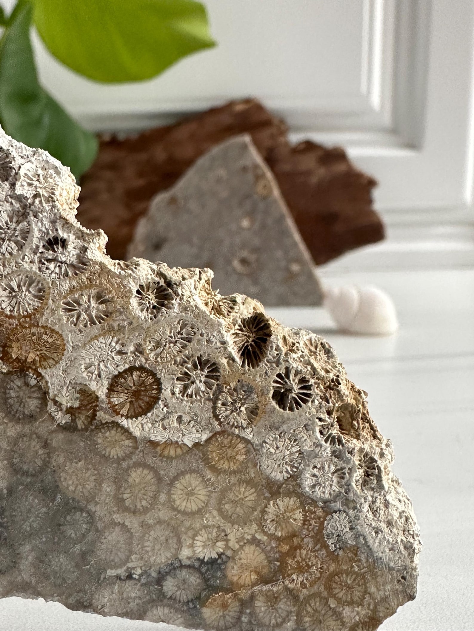 Fossilized Coral (5 Pieces), Beautiful Embedded Coral Patterns in Agate ...