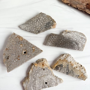 Fossilized Coral 5 Pieces, Beautiful Embedded Fossil Patterns in Agate ...