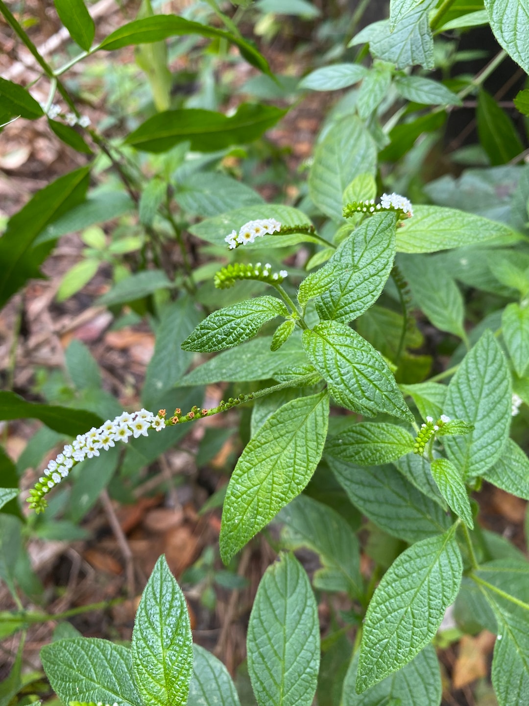 Scorpion’s Tail - Heliotrope Plant 50 Seeds - Heliotropium Angiospermum ...