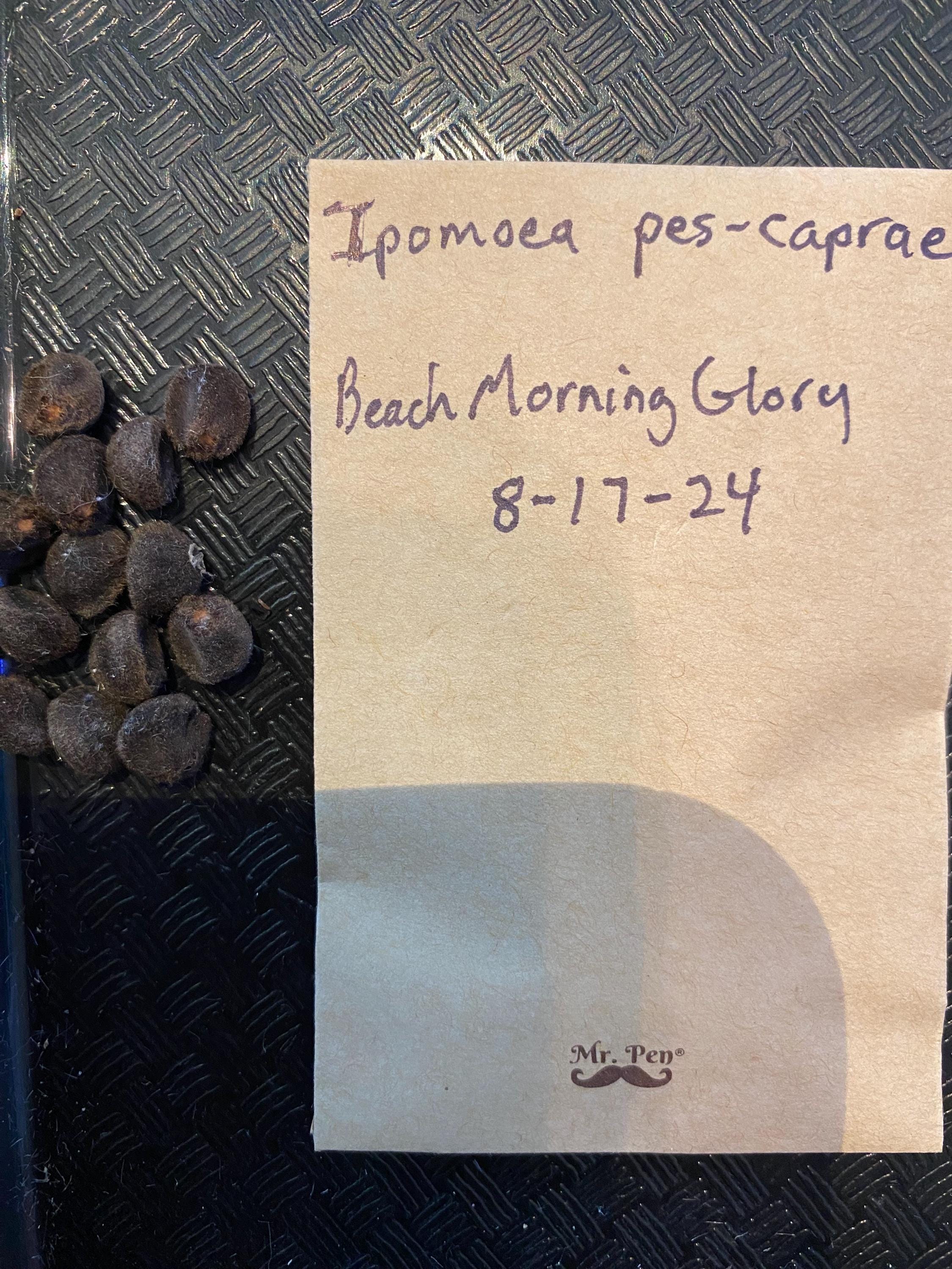 Beach Morning Glory 12 Plant Seeds Ipomoea Pes-caprae Native Florida ...