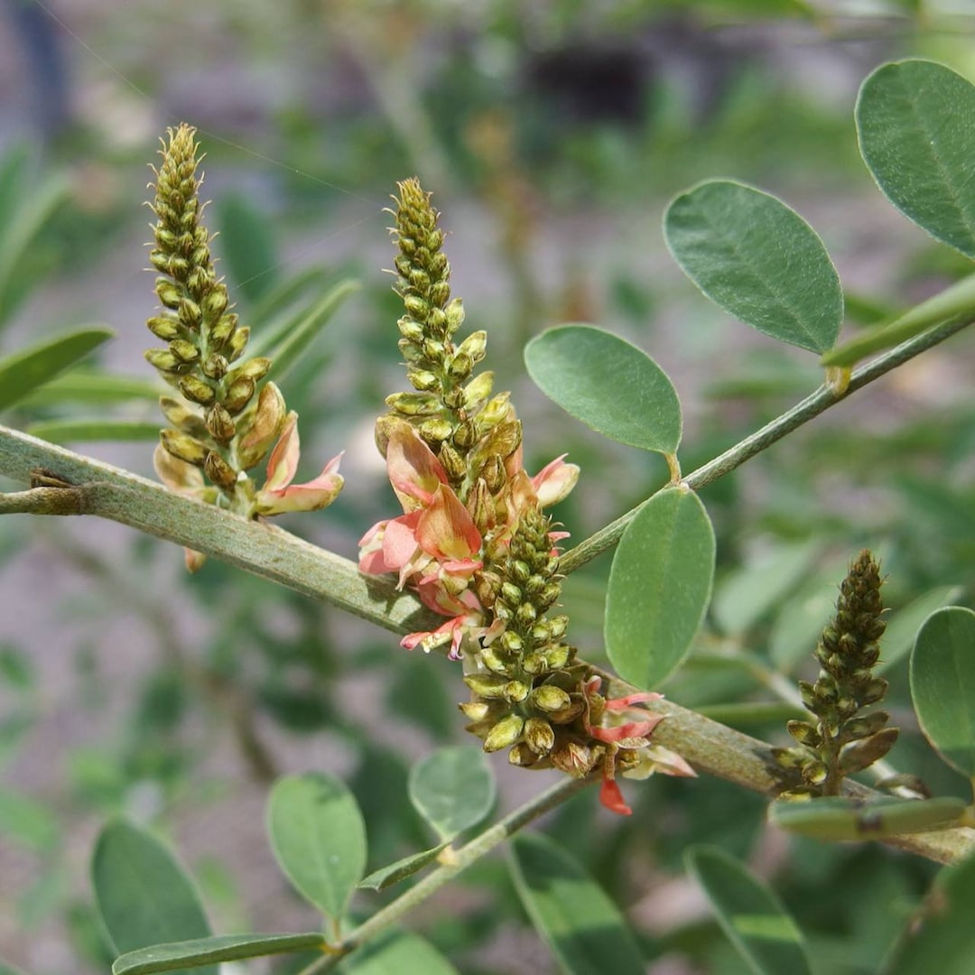 Anil Indigo - 35 Seeds - Shrubby Indigo - Indigofera Suffruticosa ...