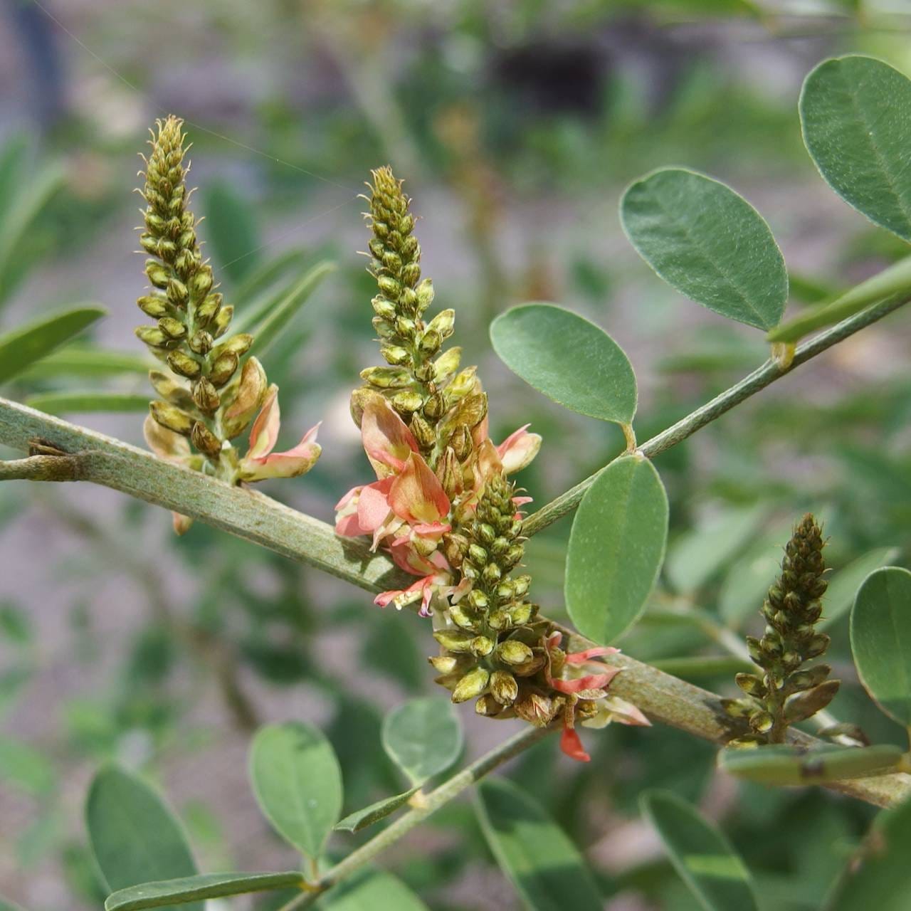 Anil Indigo - 35 Seeds - Shrubby Indigo - Indigofera Suffruticosa ...
