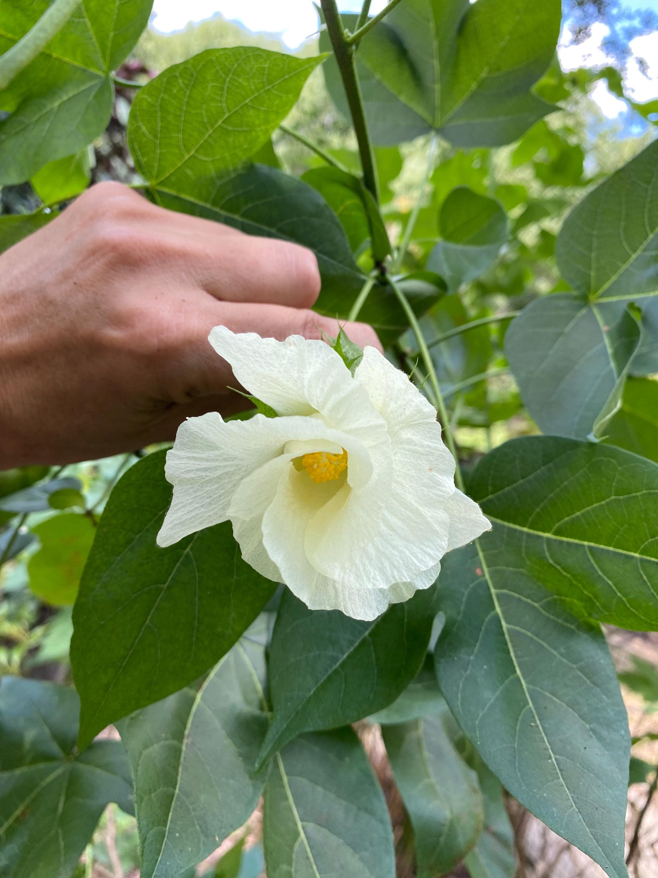 Cotton Plant - 12 Seeds - Gossypium Hirsutum - Etsy