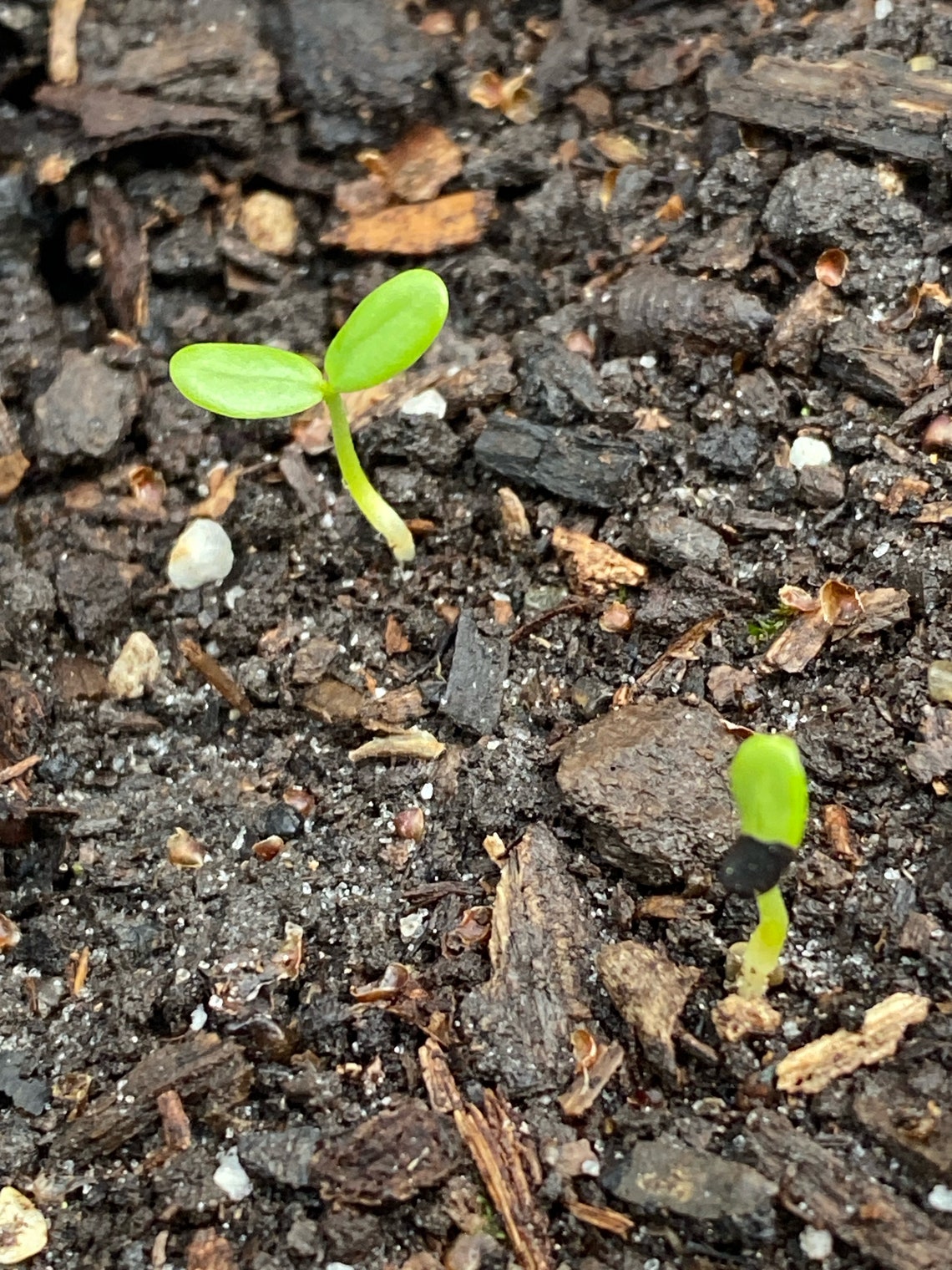 Anil Indigo - 35 Seeds - Shrubby Indigo - Indigofera Suffruticosa ...