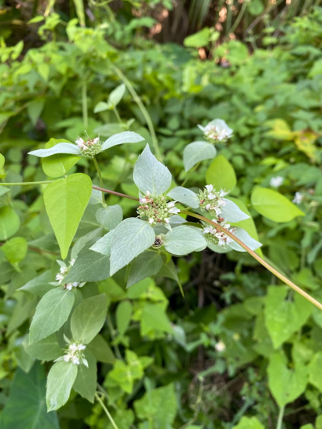 Florida Mountain Mint - Pycnanthemum Floridana- 35+ Plant Seeds ...