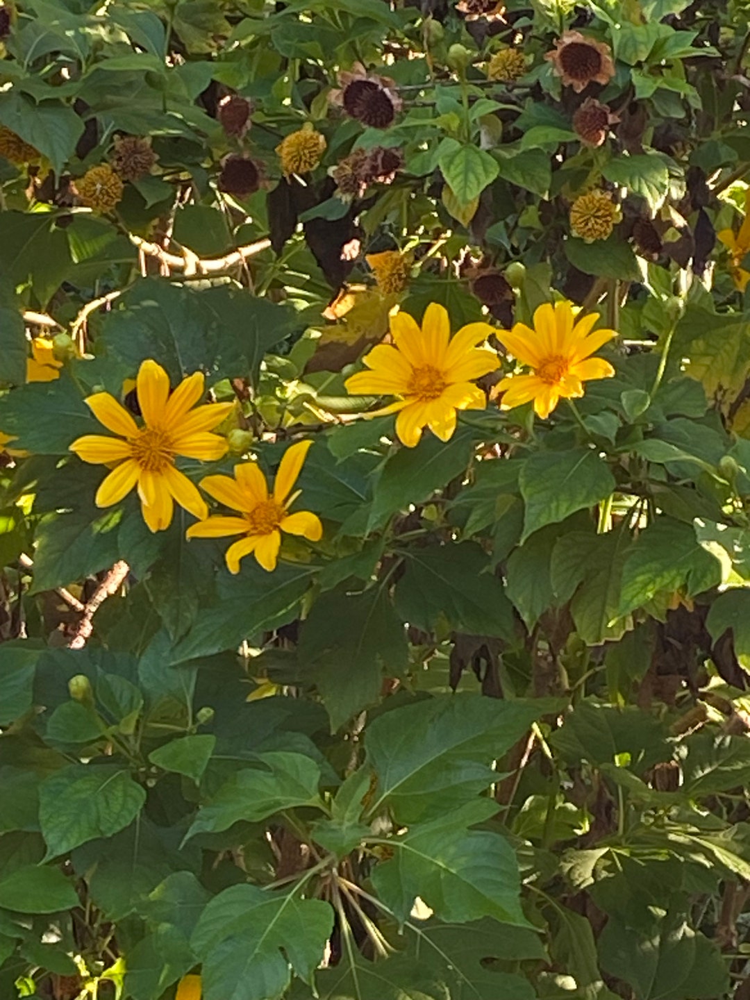 Mexican Sunflower - 30 Plant Seeds - Tithonia Diversifolia - Tree ...
