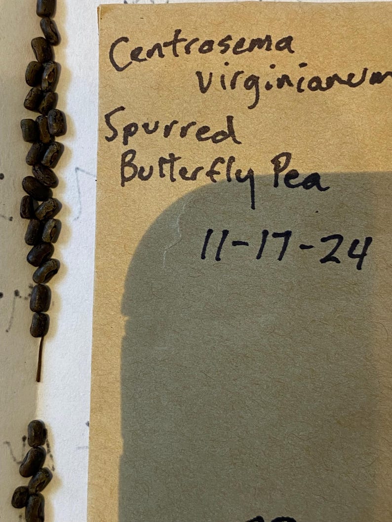Spurred Butterfly Pea - Centrosema Virginianum - 20 Plant Seeds ...
