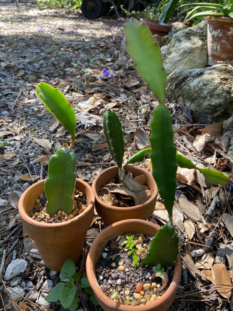 Night Blooming Cereus - Dragonfruit Cactus - Rooted 6” Cutting - Etsy