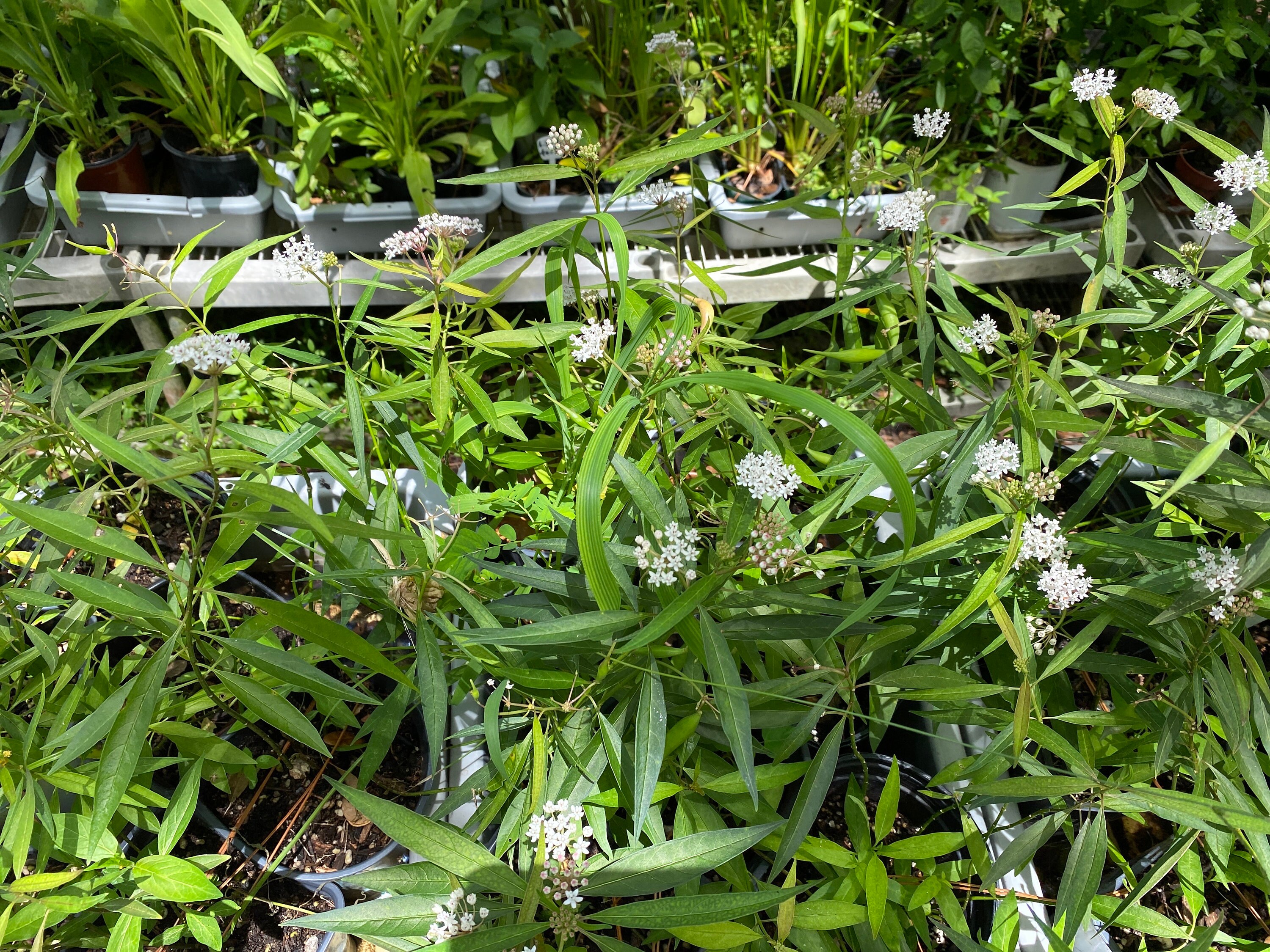 White Swamp Milkweed - 30 Plant Seeds - Asclepias Perennis- Florida ...