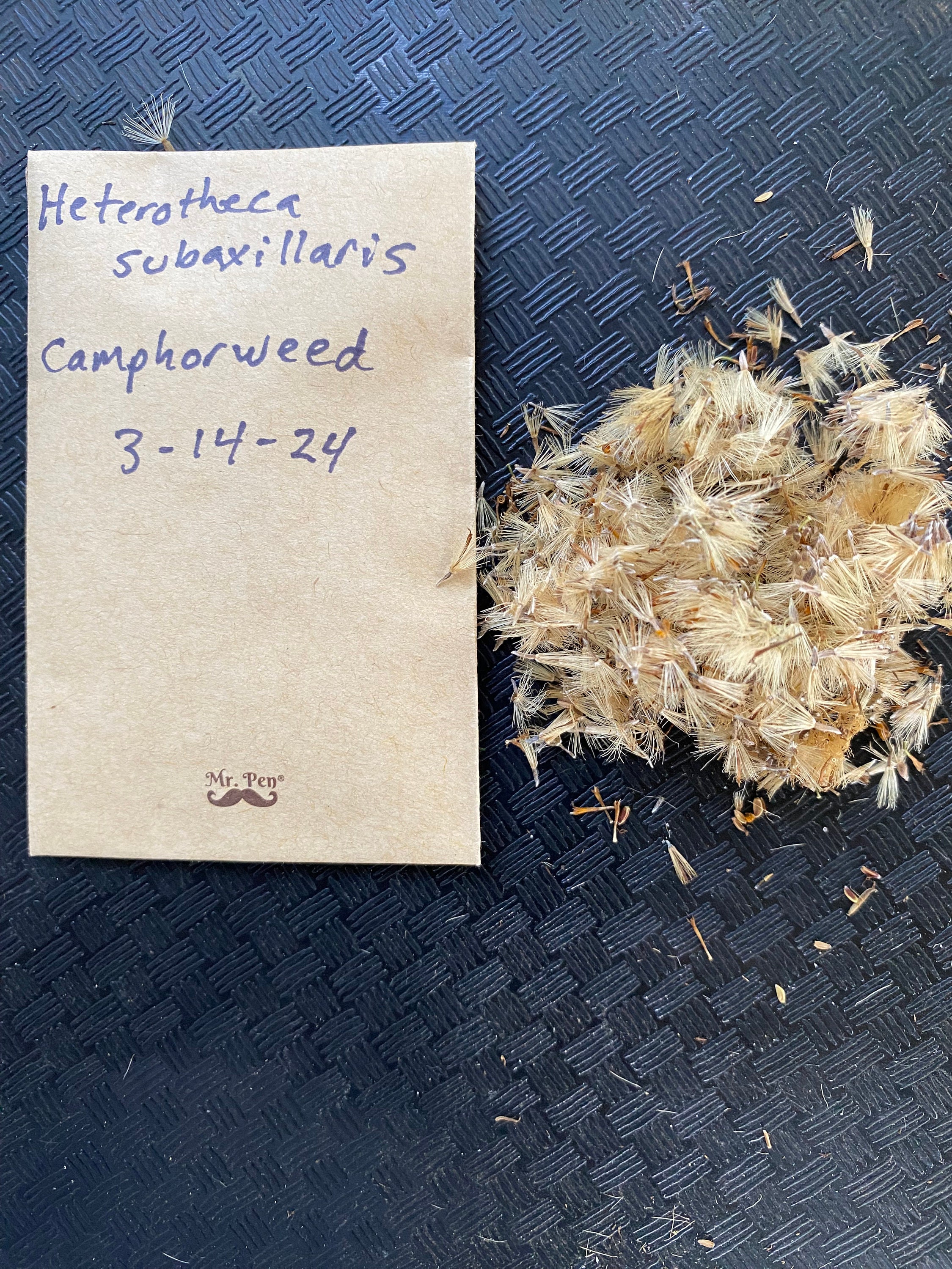 Camphorweed - 100+ Seeds - Heterotheca Subaxillaris - Florida Native - Etsy