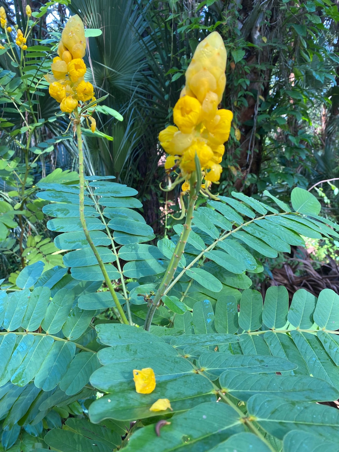 Senna Alata- 30 Plant Seeds - Christmas Candelabra Bush - Candle Tree ...