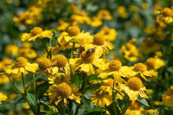 Sneezeweed Aster 50-100 Seeds Native American Plant - Helenium ...