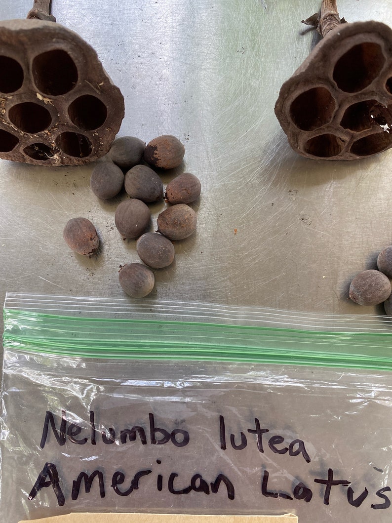 American Yellow Lotus 12 Seeds Nelumbo Lutea - Etsy