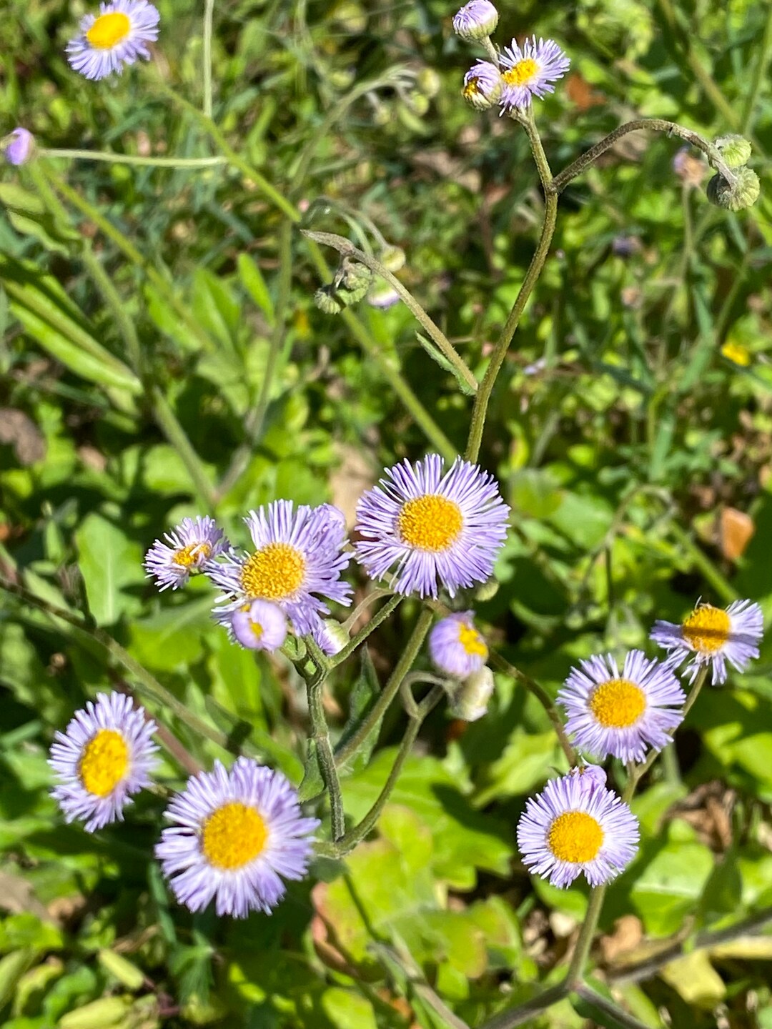 Oakleaf Fleabane Aster 100 Seeds Erigeron Quercifolius Florida Native ...