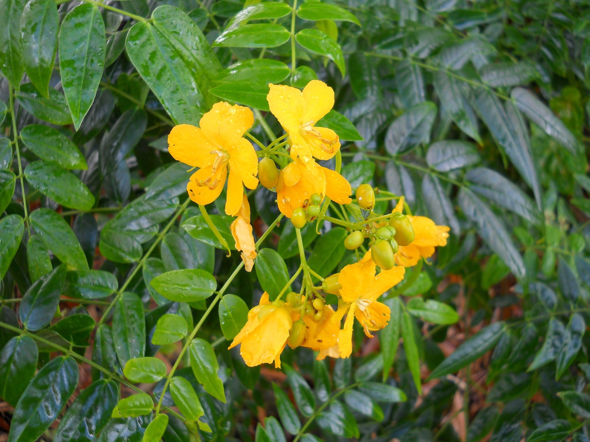 Florida Privet Senna - 30 Seeds - Senna Ligustrina - Privet Wild ...