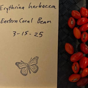 Eastern Coral Bean - Erythrina Herbacea - Cherokee Bean - 12 Plant ...