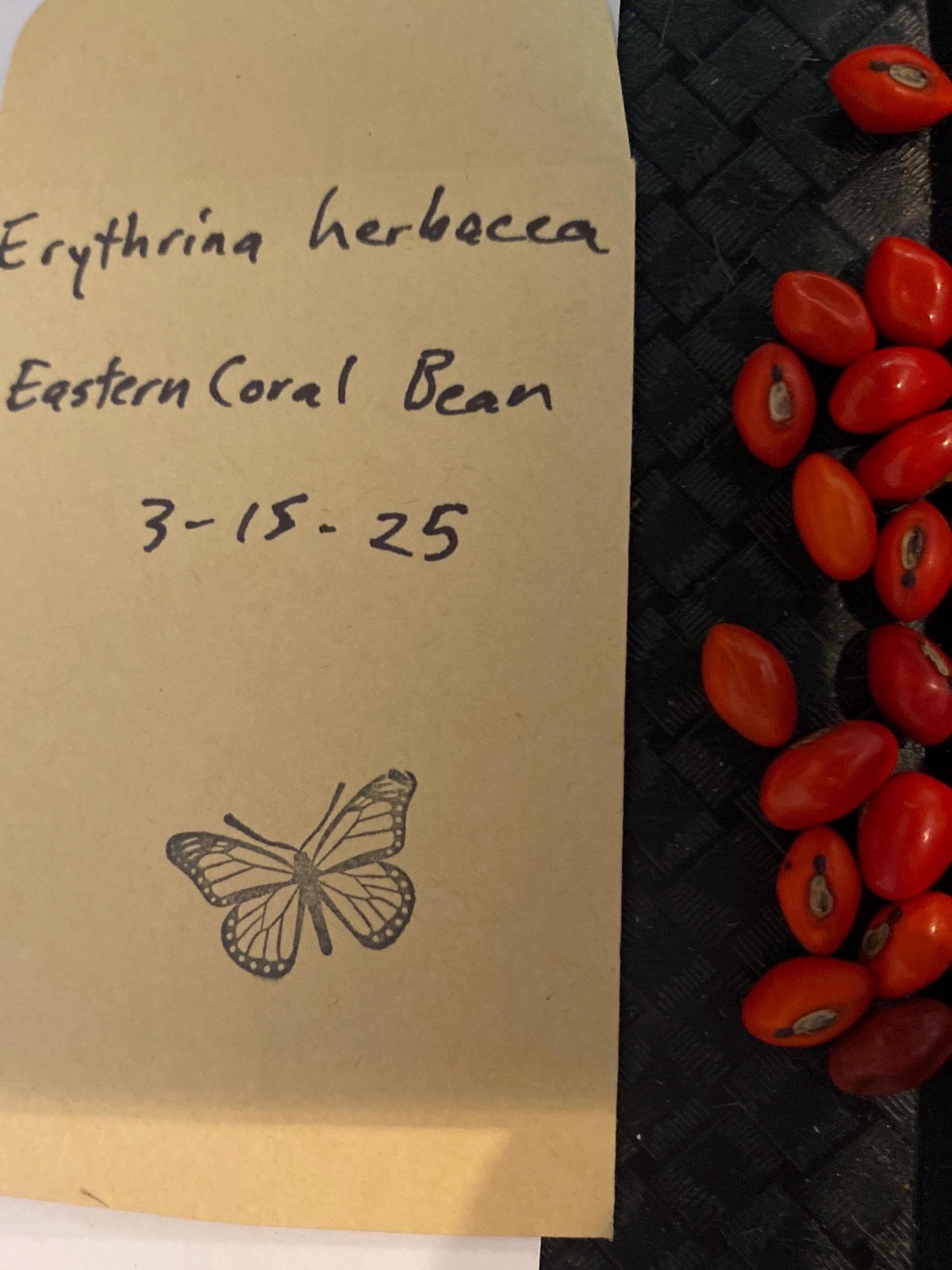 Eastern Coral Bean - Erythrina Herbacea - Cherokee Bean - 12 Plant ...