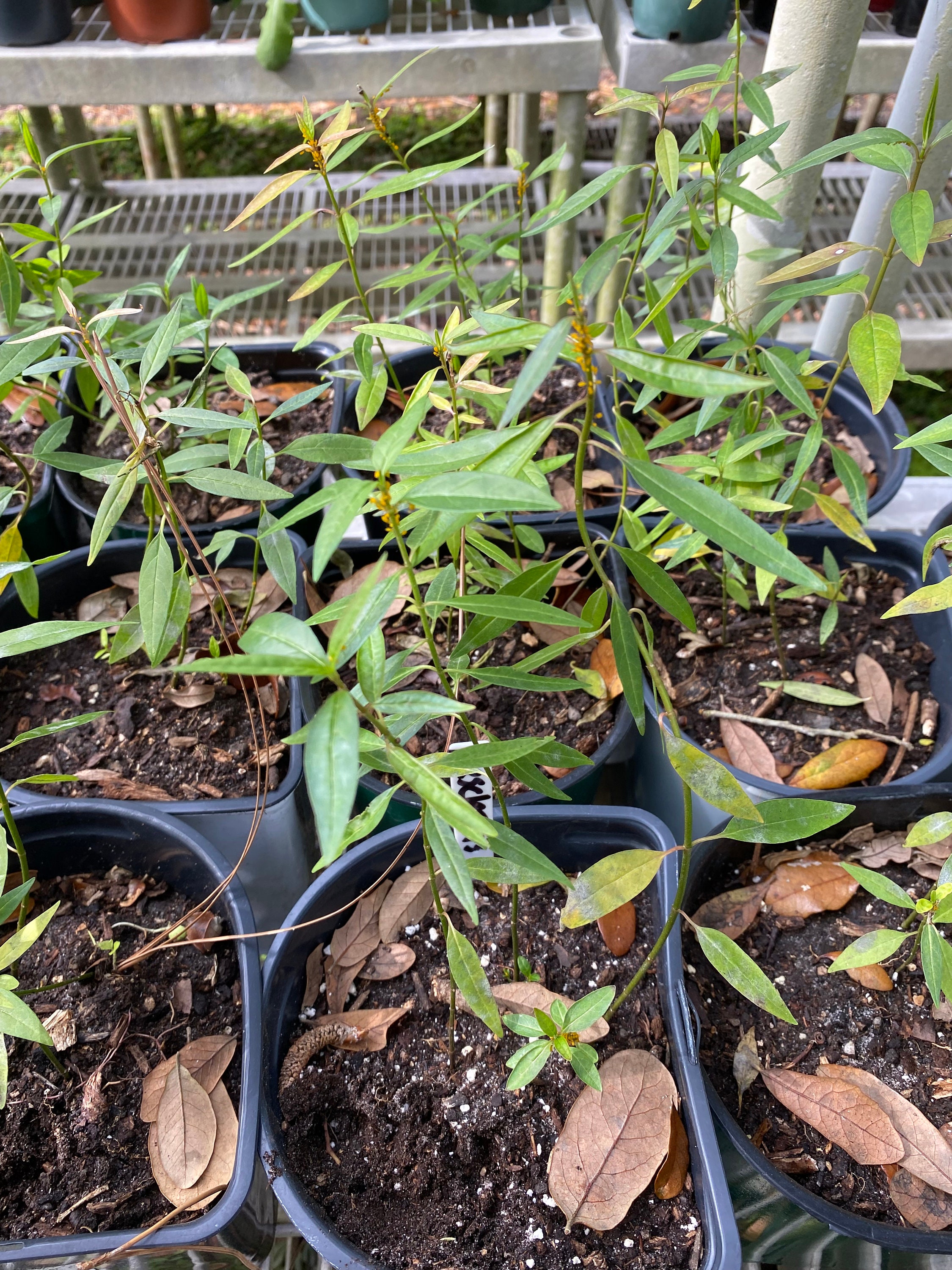 White Swamp Milkweed - 30 Plant Seeds - Asclepias Perennis- Florida ...