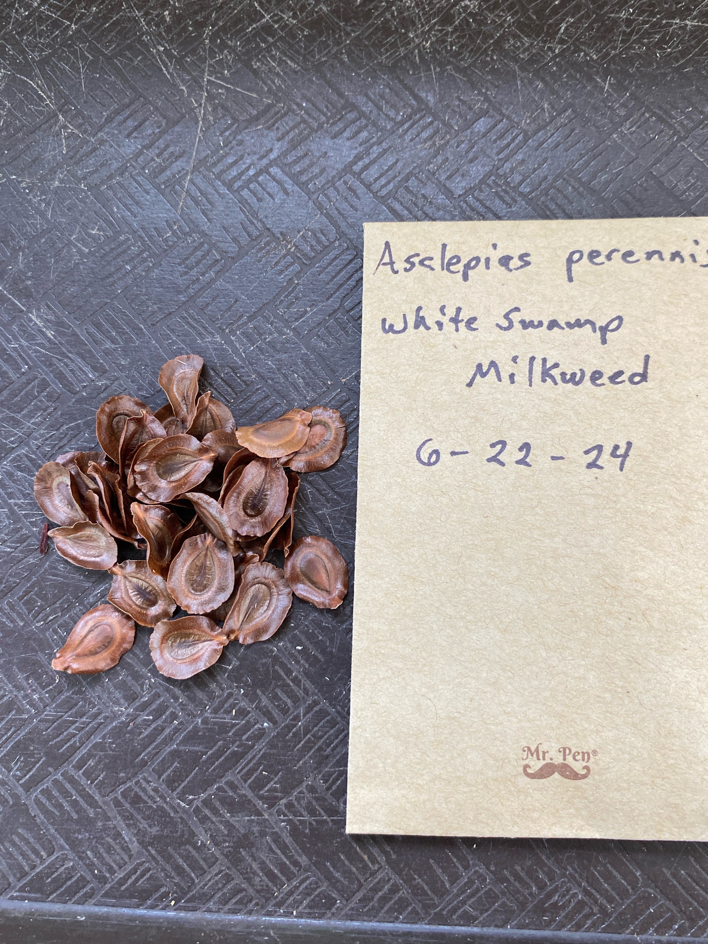White Swamp Milkweed - 30 Plant Seeds - Asclepias Perennis- Florida ...