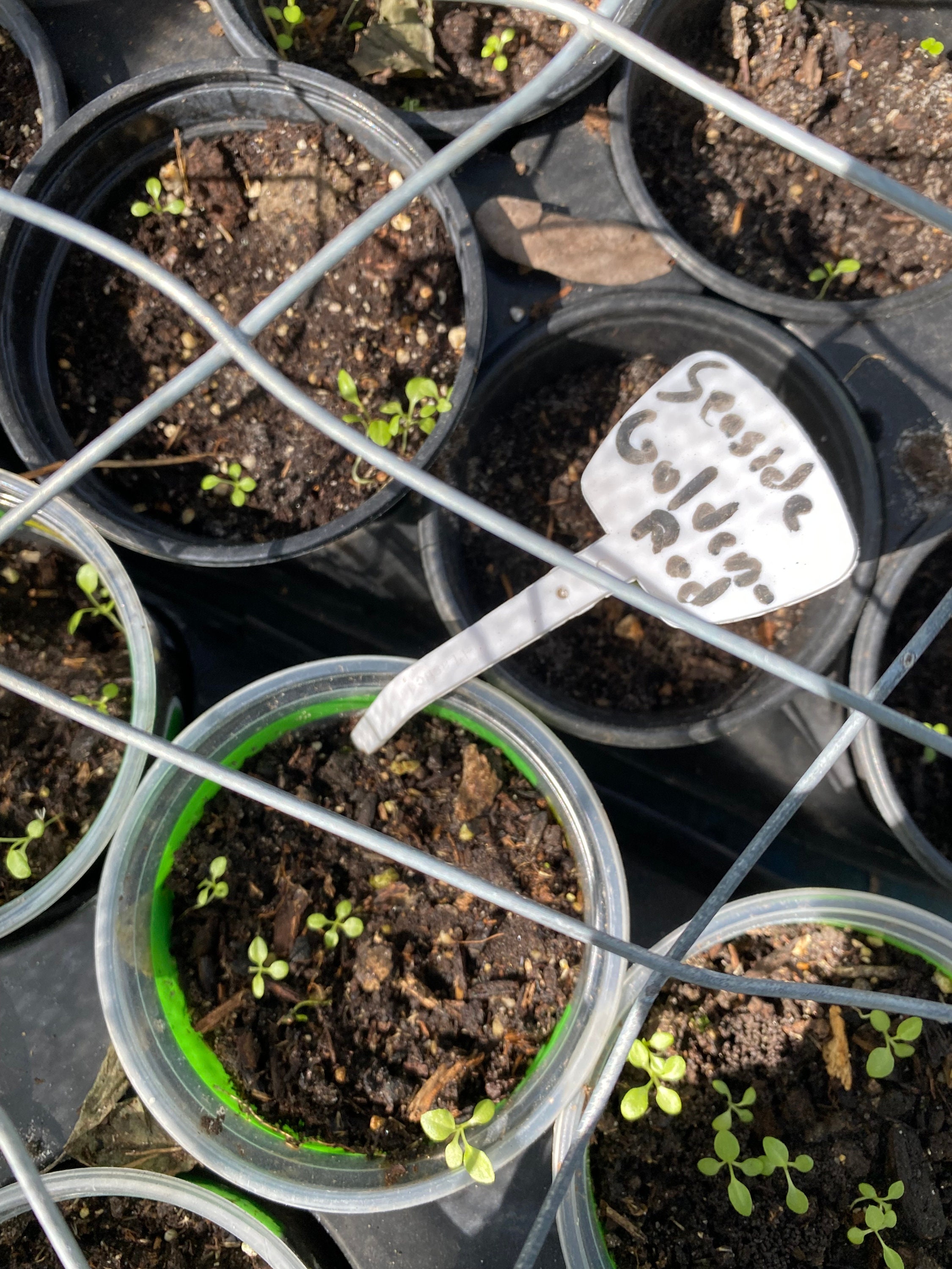 Seaside Goldenrod 100+ Seeds Solidago Sempervirens - Florida Native - Etsy