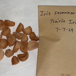 Florida Prairie Iris - 20 Aquatic Plant Seeds - Iris Savannarum - Etsy
