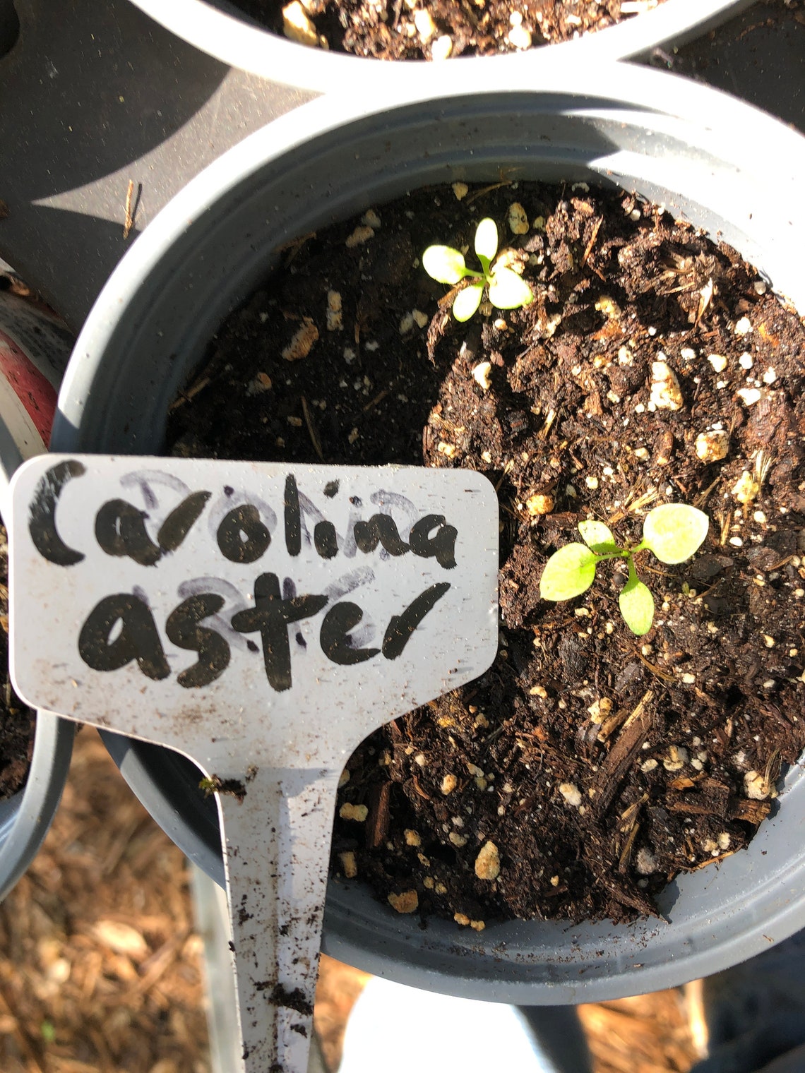 Carolina Aster - 100+ Plant Seeds - Climbing Aster - Ampelaster ...