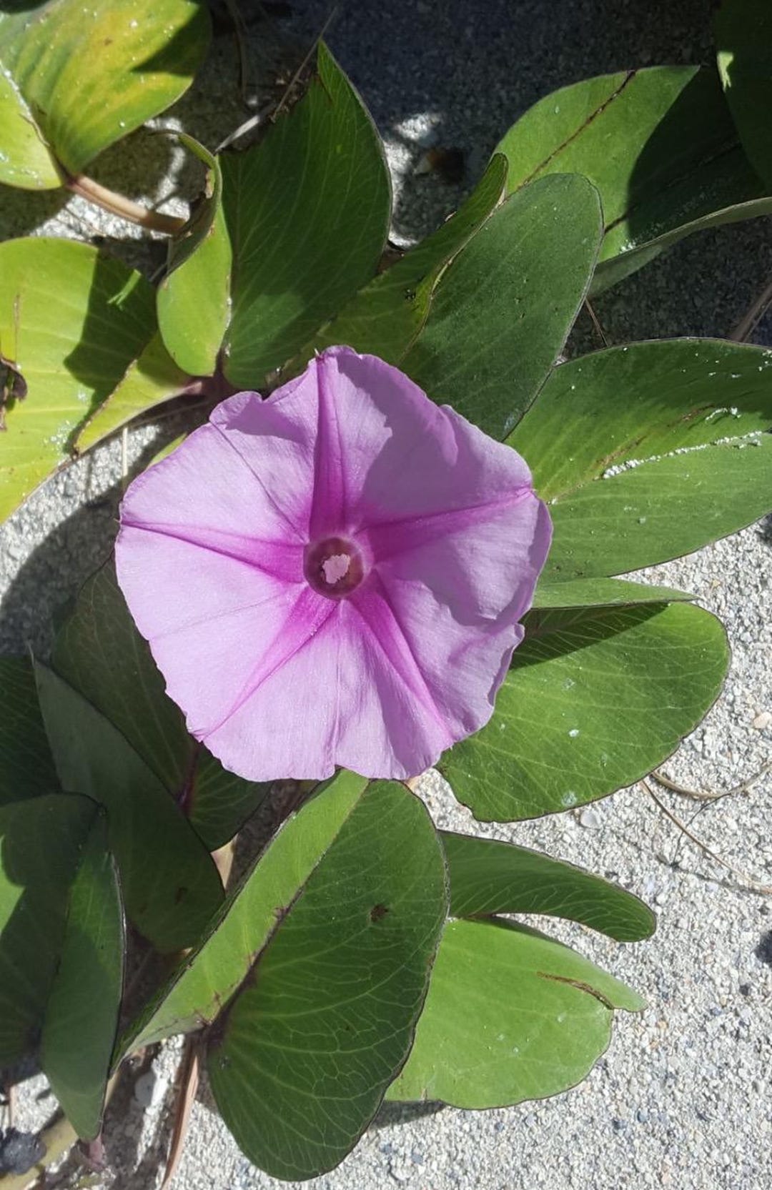 Beach Morning Glory 12 Plant Seeds Ipomoea Pes-caprae Native Florida ...