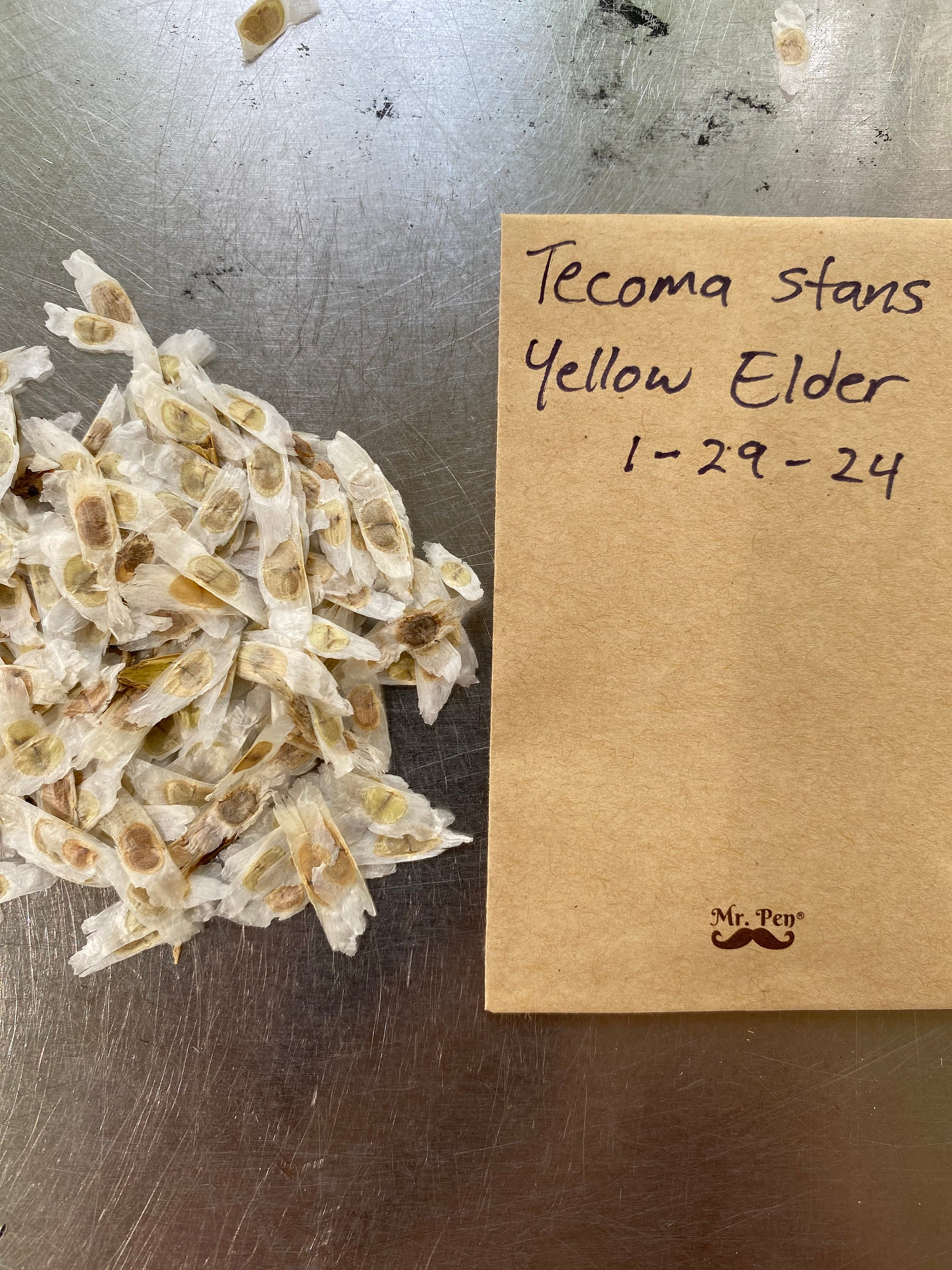 Yellow Bells - 50+ Seeds - Tecoma Stans - Native Florida Shrub - Yellow ...