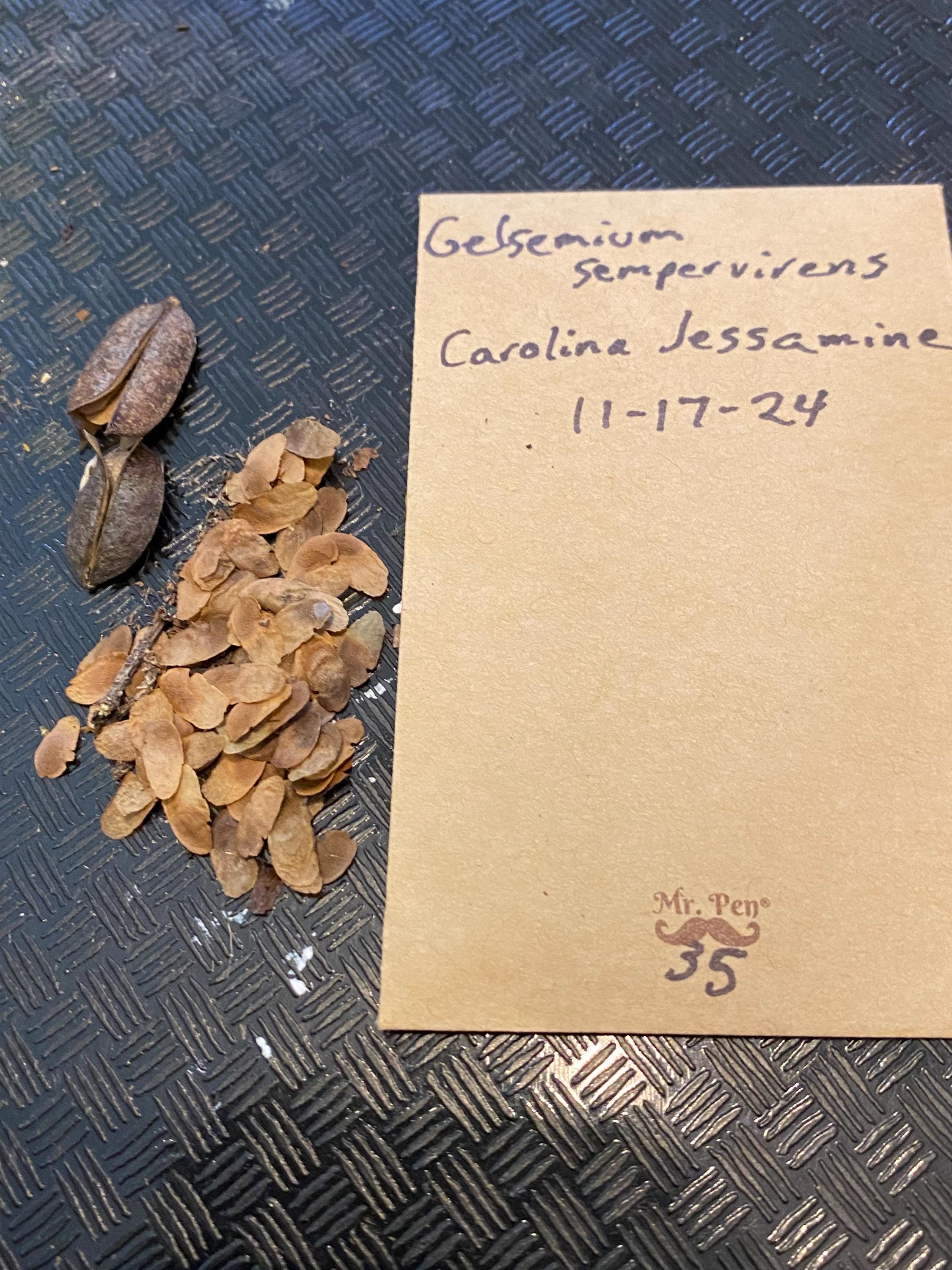 Carolina Jessamine - 35-50 Plant Seeds - Gelsemium Sempervirens ...