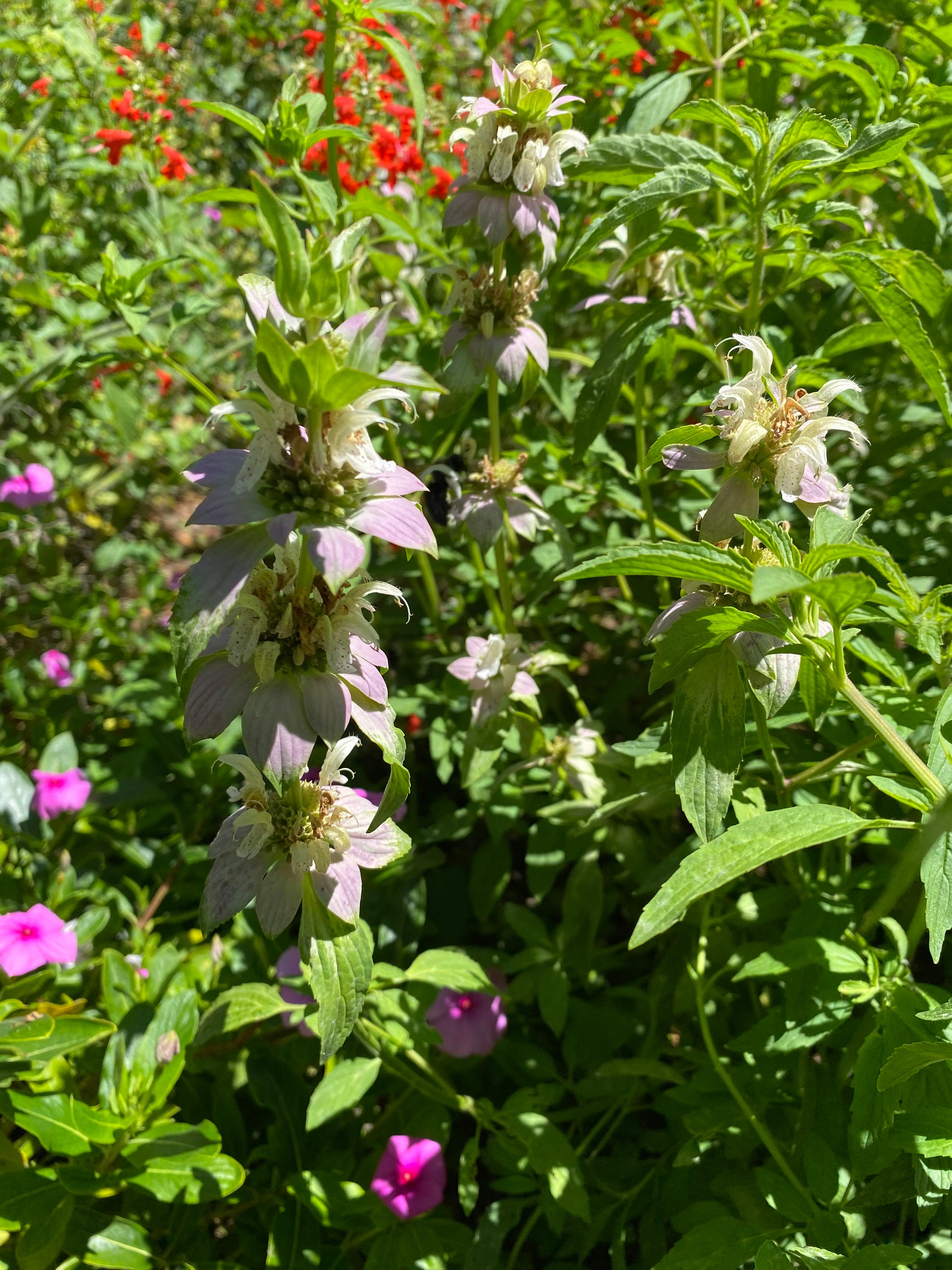 Monarda Punctata - Spotted Bee Balm - 100+ Plant Seeds - Florida Native ...