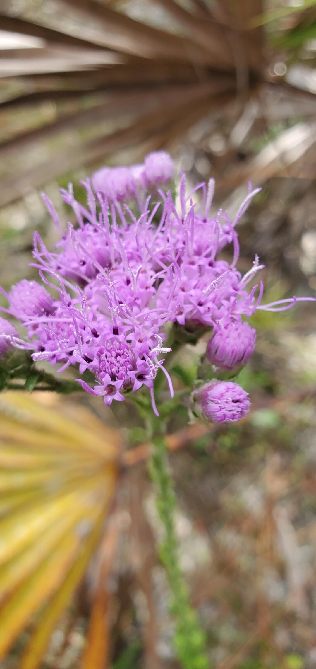Florida Paintbrush - Coastal Plain Chaffhead- 50-100 Plant ...