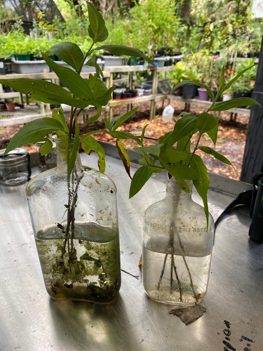 Carolina Aster - 6 Rooted Cuttings - Climbing Aster -ampelaster ...