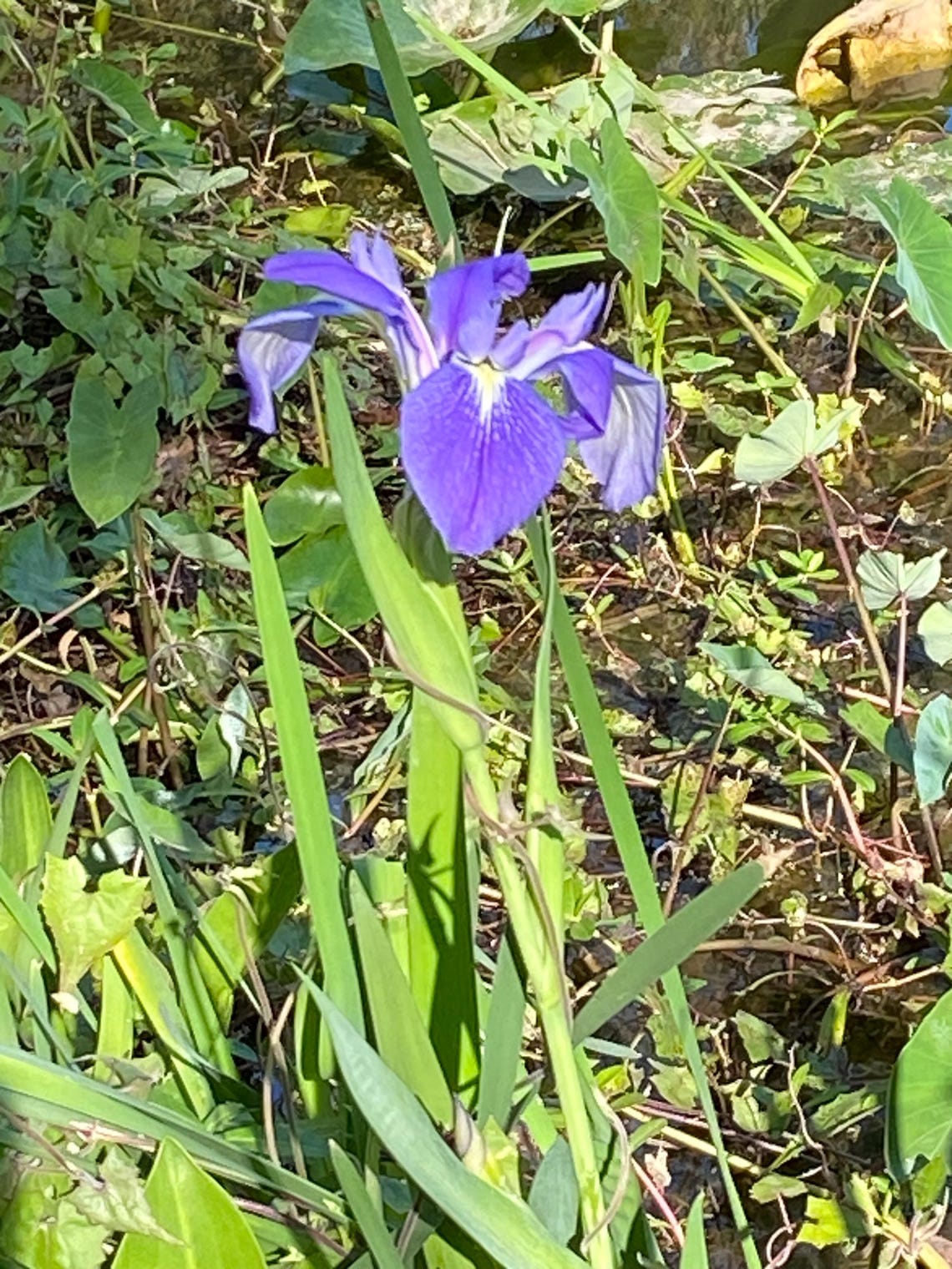 Florida Prairie Iris - 20 Aquatic Plant Seeds - Iris Savannarum - Etsy