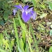 Florida Prairie Iris - 20 Aquatic Plant Seeds - Iris Savannarum - Etsy