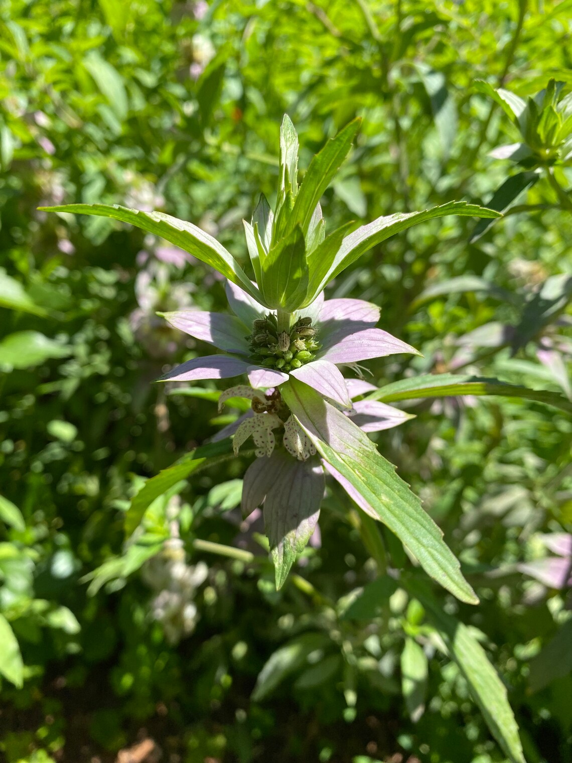 Monarda Punctata - Spotted Bee Balm - 100+ Plant Seeds - Florida Native ...