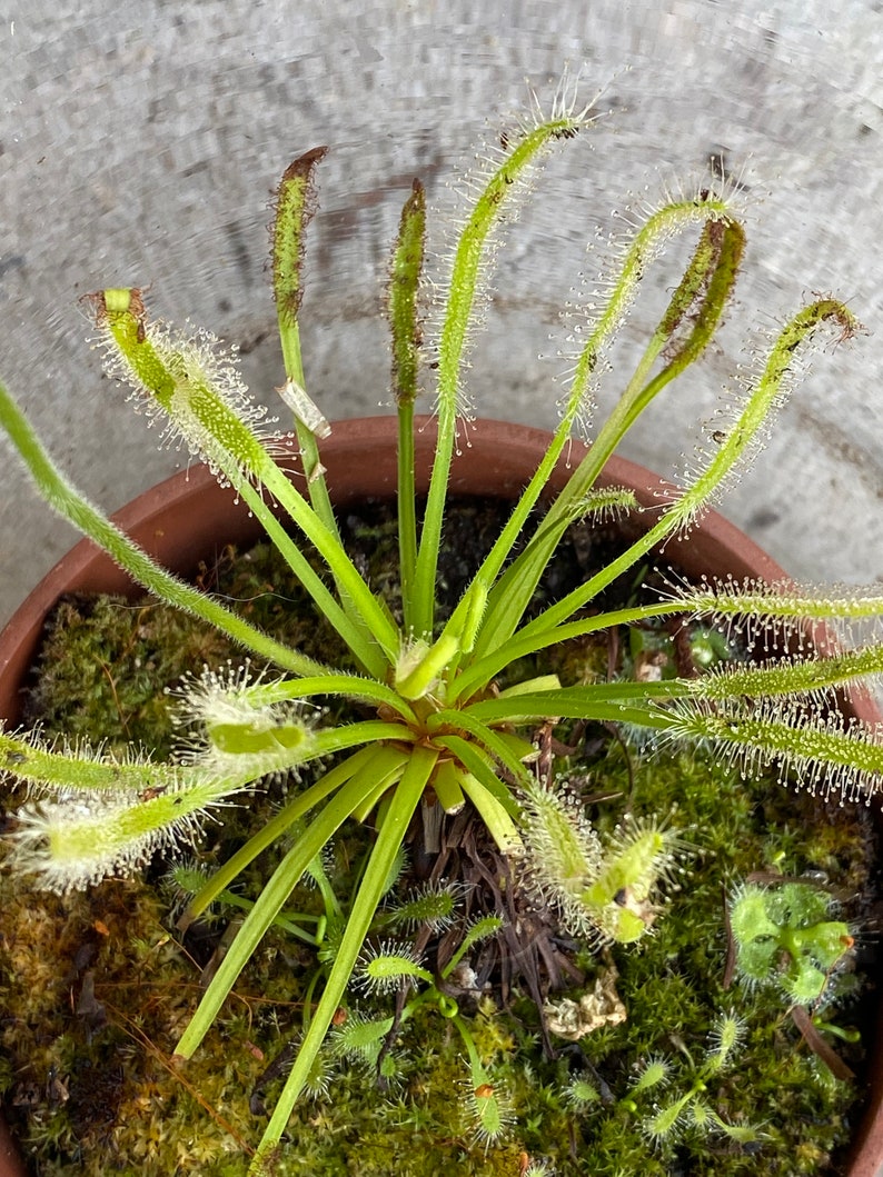 Cape Sundew - 50+ Seeds - Drosera Capensis Var Alba - Etsy