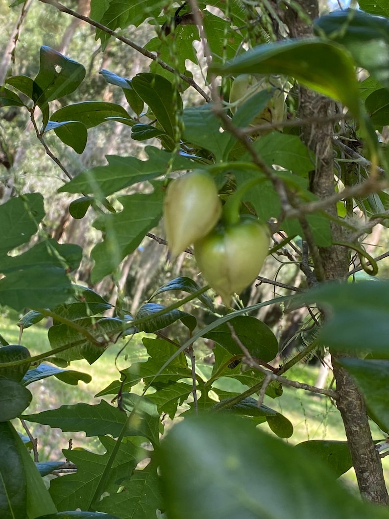 Alamo Vine Morning Glory -12 Plant Seeds- Merremia Dissecta - Texas and ...