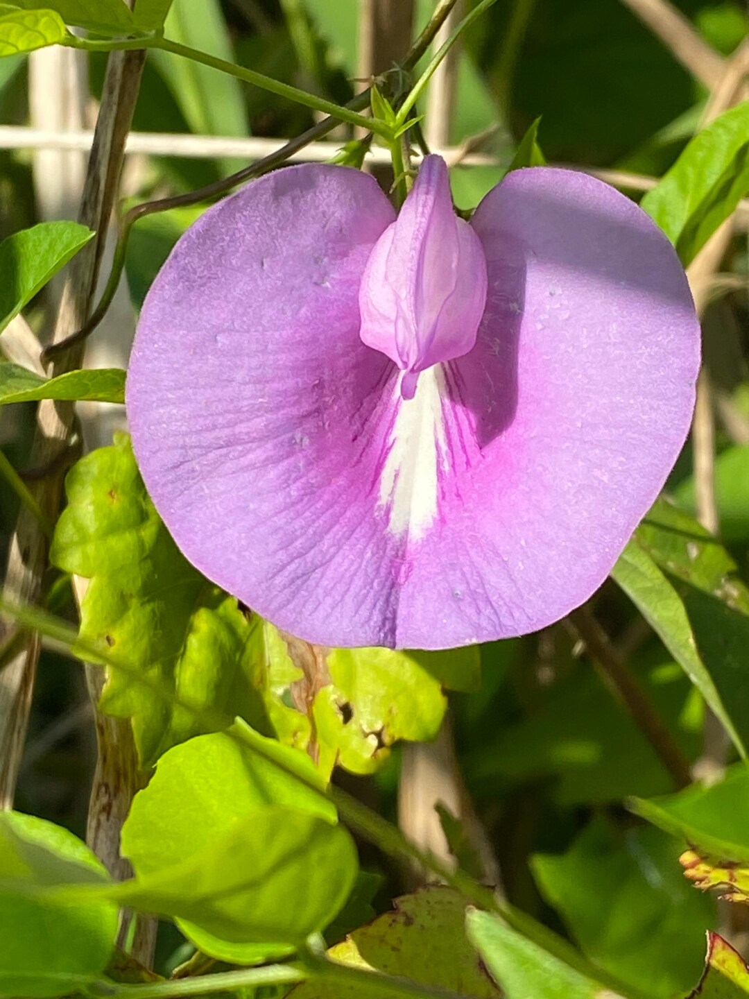 Spurred Butterfly Pea - Centrosema Virginianum - 20 Plant Seeds ...