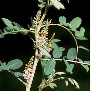 Anil Indigo - 35 Seeds - Shrubby Indigo - Indigofera Suffruticosa ...