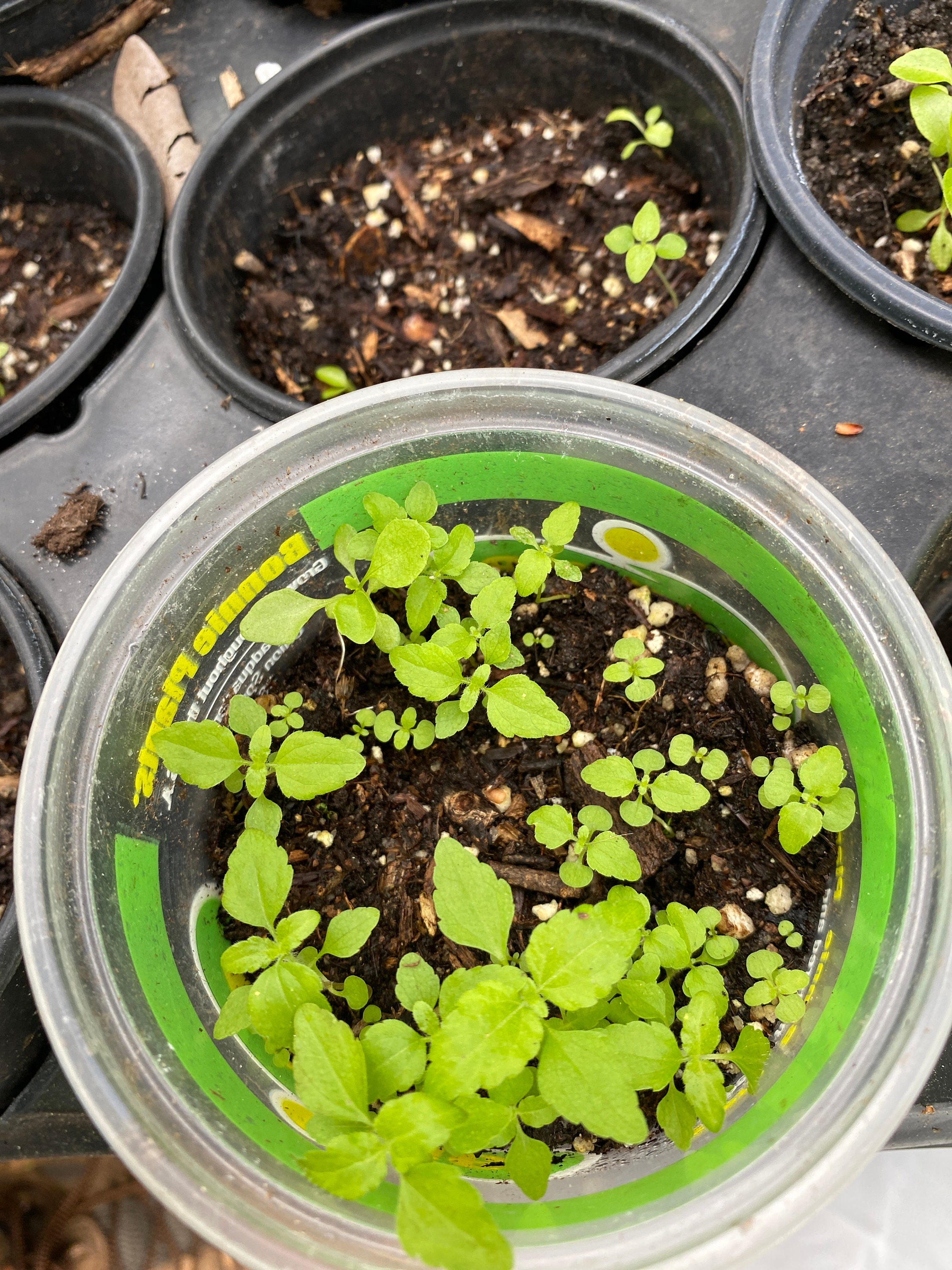 Hammock Snakeroot 100+ Seeds - Ageratina Jucunda - Florida Native ...