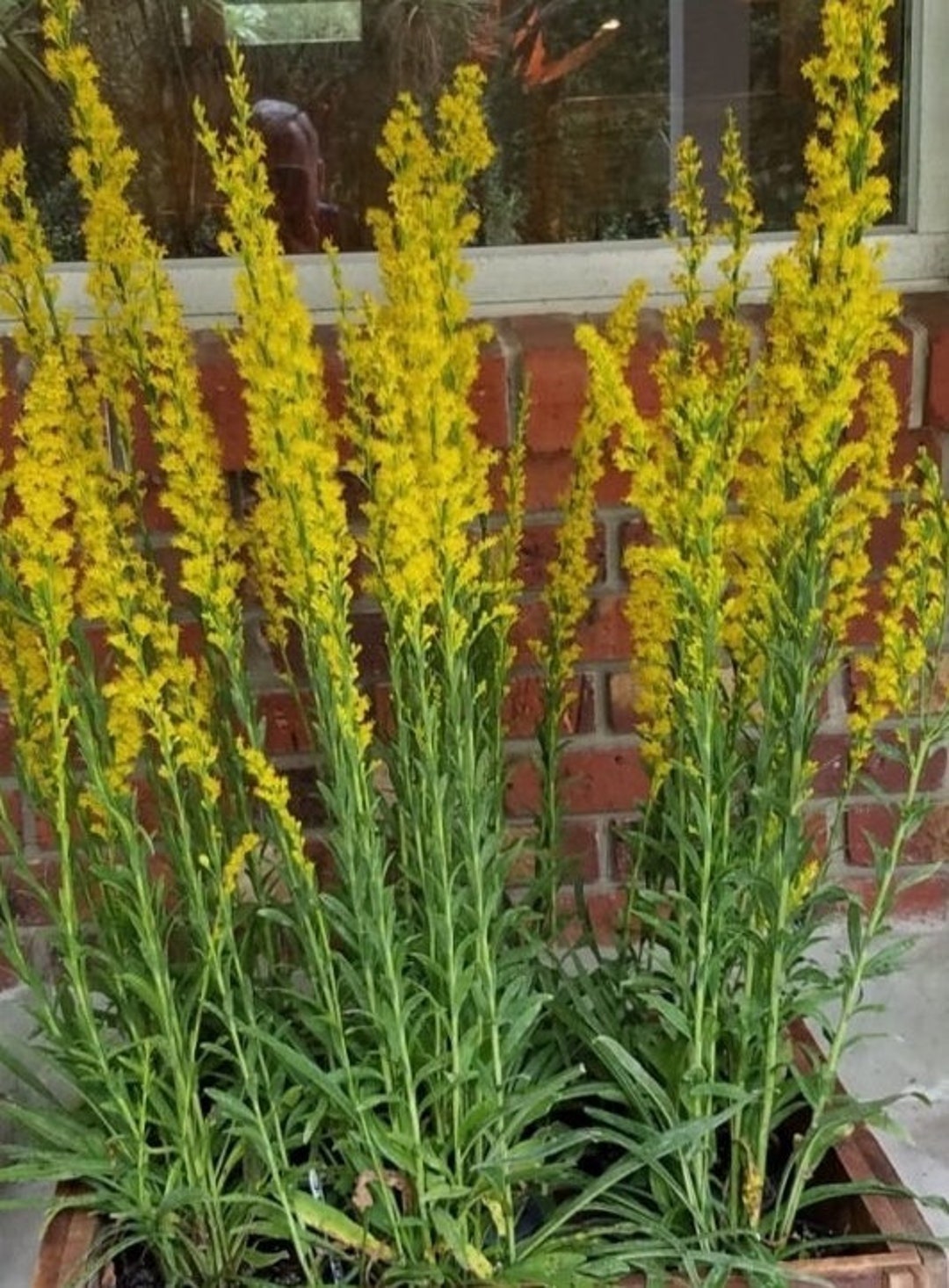 Seaside Goldenrod 100+ Seeds Solidago Sempervirens - Florida Native - Etsy