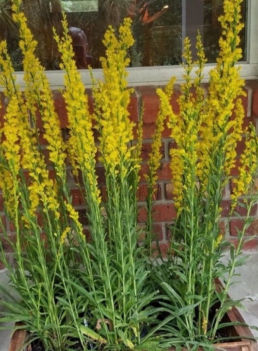 Seaside Goldenrod 100+ Seeds Solidago Sempervirens - Florida Native - Etsy