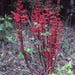 Eastern Coral Bean - Erythrina Herbacea - Cherokee Bean - 12 Plant ...