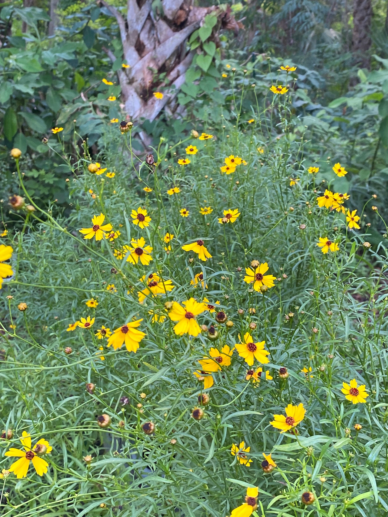 Coreopsis Leavenworthii - 100+ Plant Seeds - Florida Native Aster ...