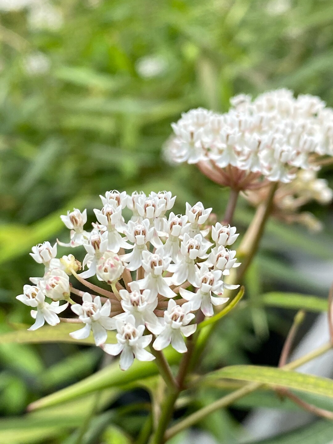 White Swamp Milkweed - 30 Plant Seeds - Asclepias Perennis- Florida ...