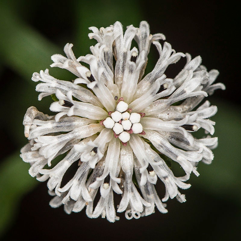 Snow Squarestem - Nonpareil - 50+ Seeds - Melantheria Nivea - Florida ...